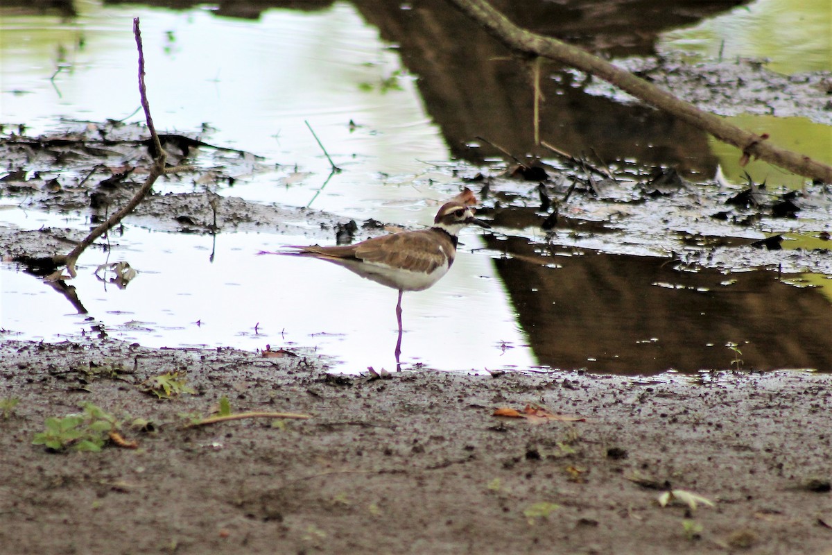 eBird Checklist - 5 Aug 2019 - Mills Pond, Washington, NJ - 4 species