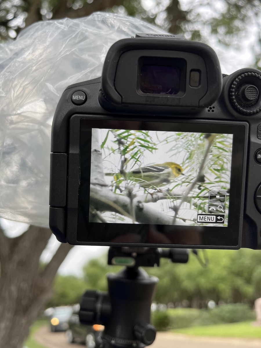 eBird Checklist - 13 Dec 2023 - Buena Vista Cemetery, Brownsville - 11 ...