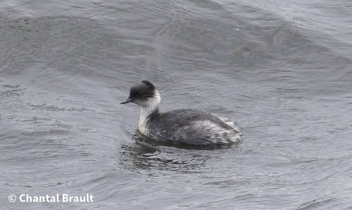 eBird Checklist - 9 Dec 2023 - Cotundo, Napo, EC (-0,538, -78,226) - 9 ...