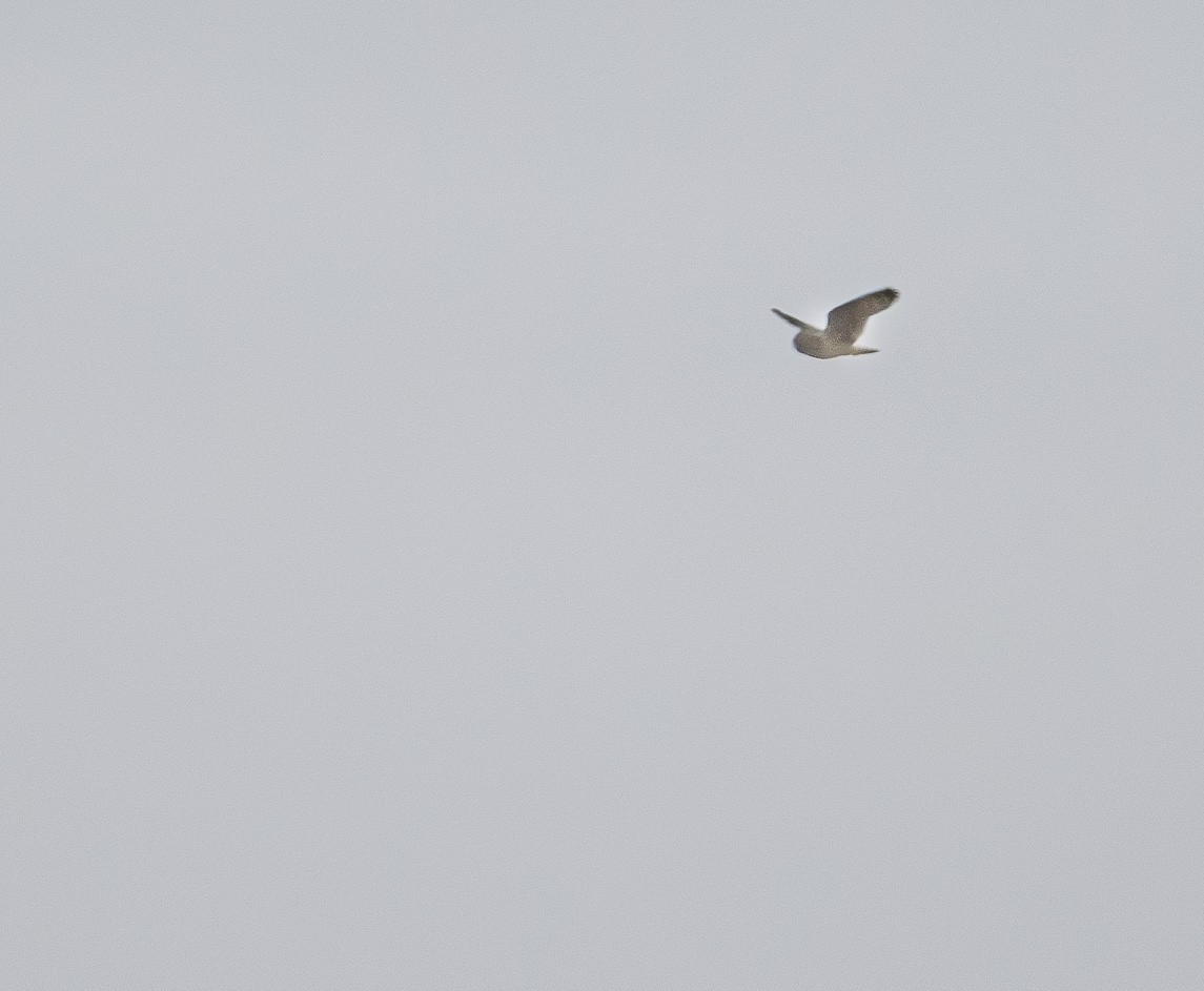 eBird Checklist - 13 Dec 2023 - Paynes Prairie Preserve SP--Bolen Bluff ...