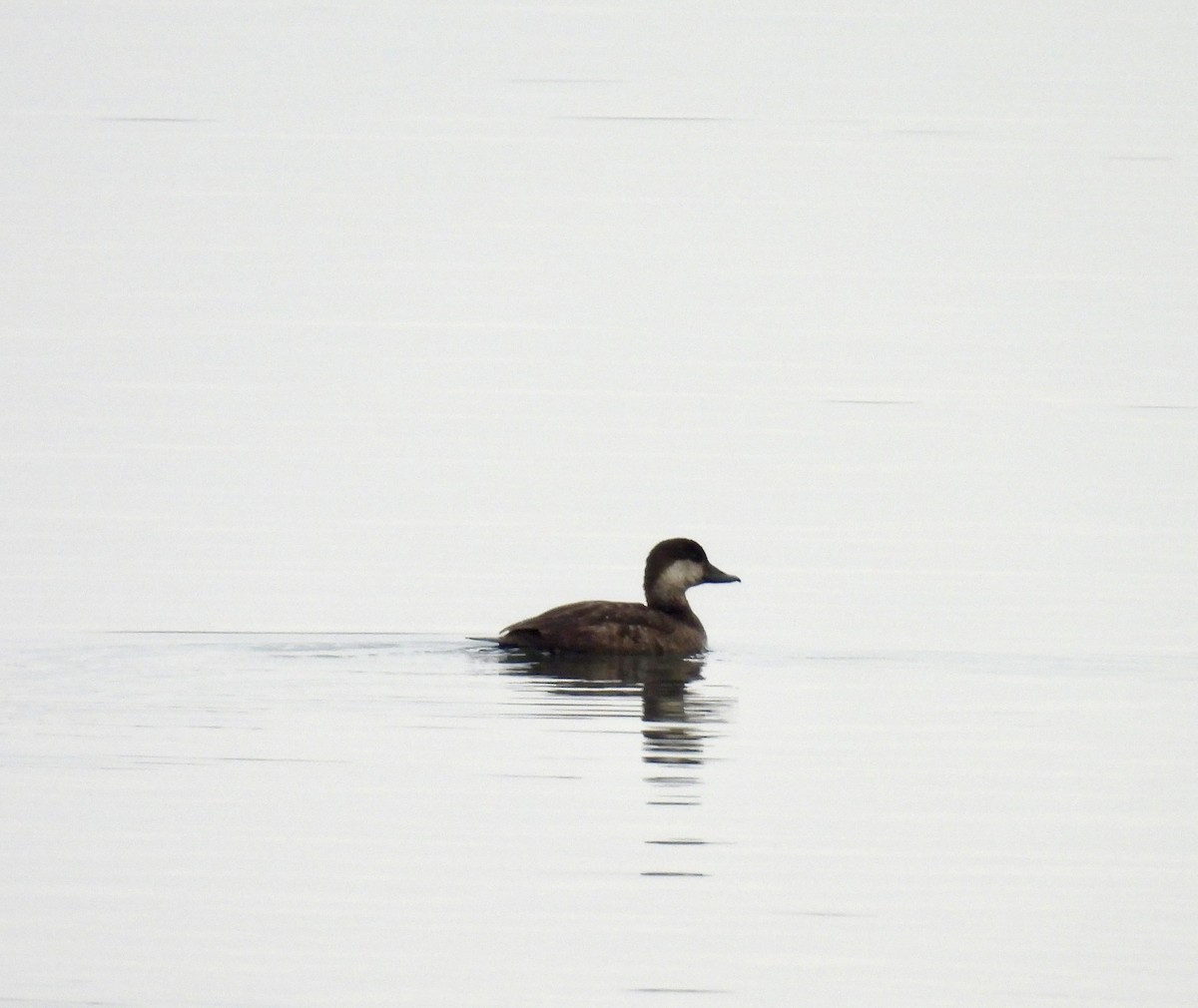 eBird Checklist - 13 Dec 2023 - Baseline Reservoir - 8 species
