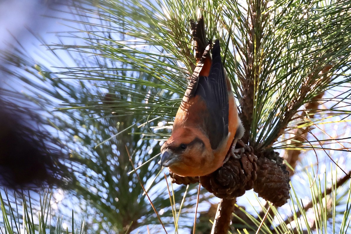 eBird Checklist - 14 Dec 2023 - 玉山NP--塔塔加(Yushan NP--Tataka) - 12 species