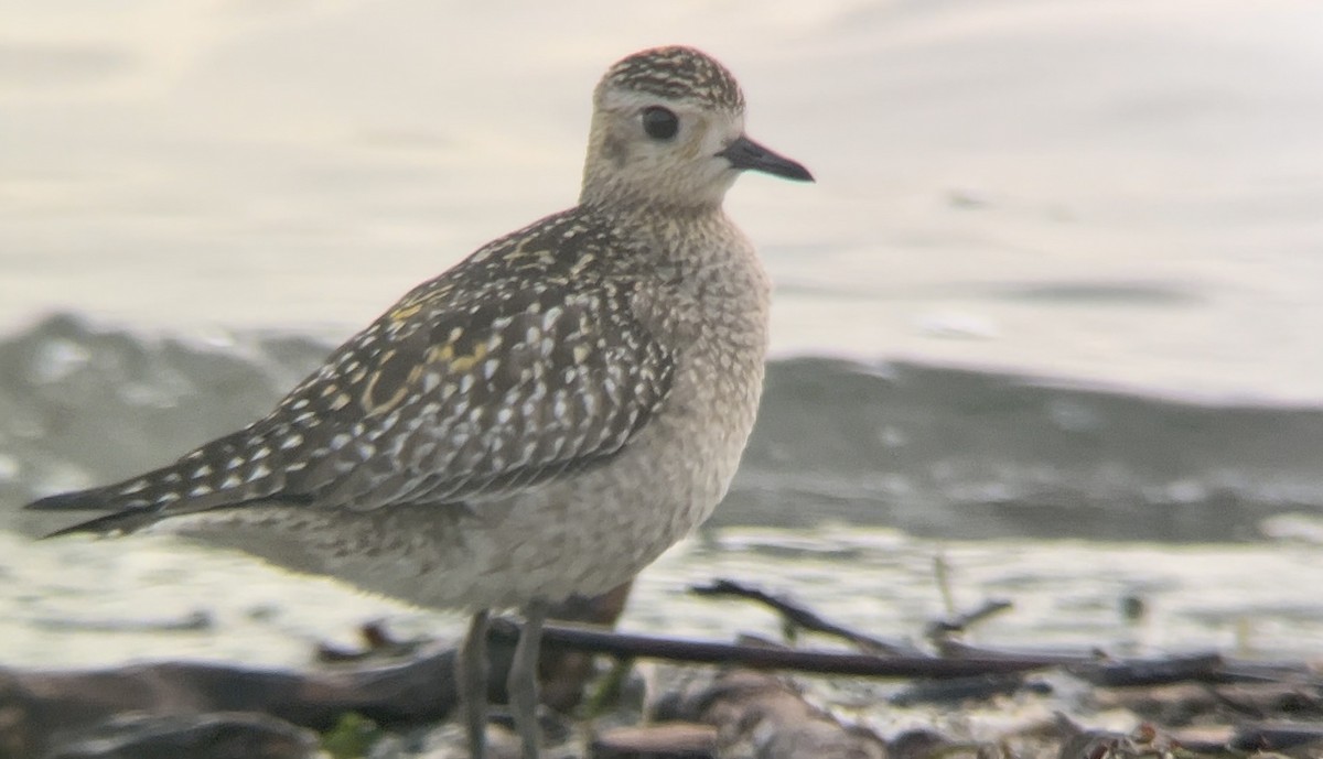 eBird Checklist - 13 Dec 2023 - KVI Beach (Vashon Island) - 27 species ...