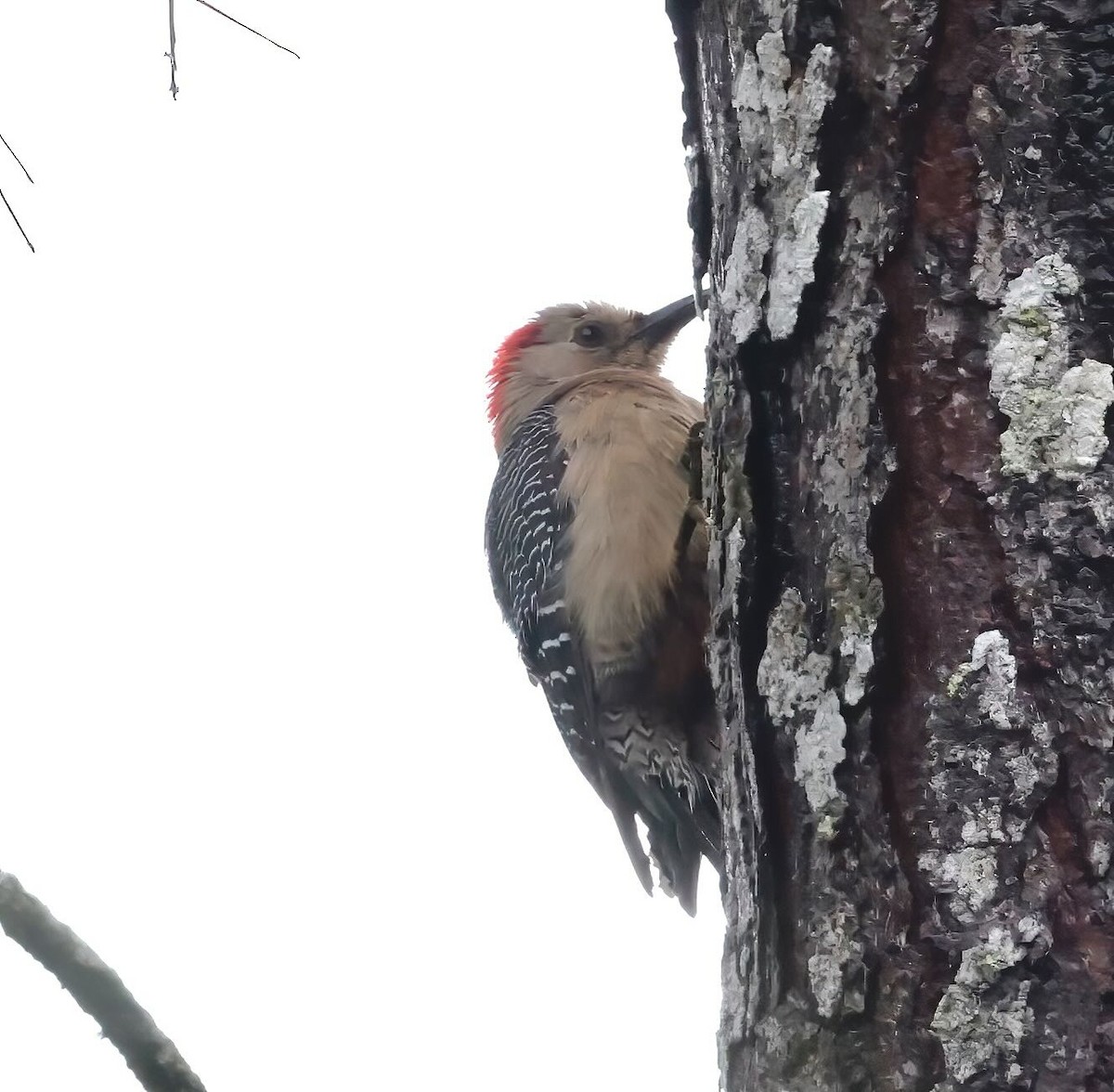 eBird Checklist - 13 Dec 2023 - Mountain Pine Ridge--Blancaneaux Lodge ...