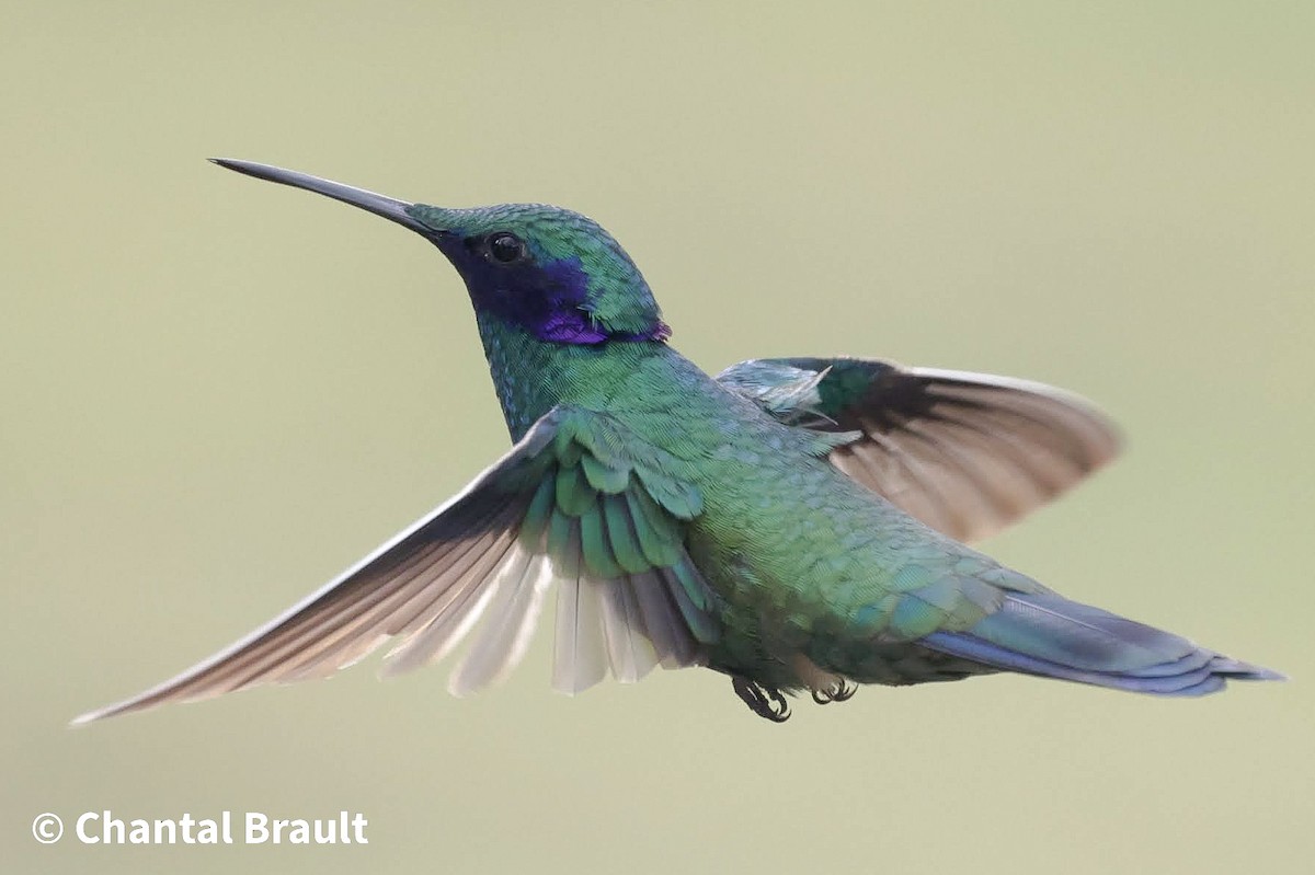 eBird Québec Checklist - 9 Dec 2023 - Tambo Condor - 4 species