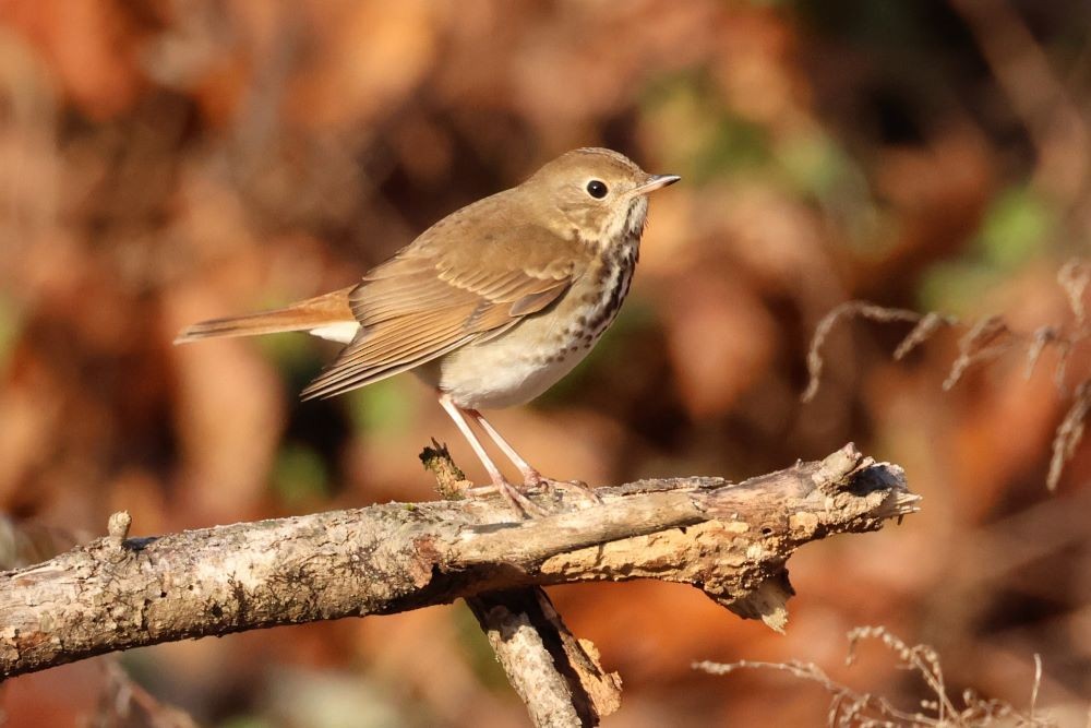 Pennsylvania Bird Atlas Checklist - 14 Dec 2023 - North Park, Kutztown ...