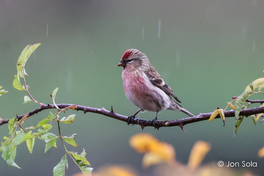 Common/Lesser Redpoll - eBird