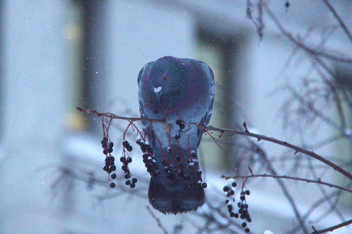 eBird Checklist - 13 Dec 2023 - UAF Library - 4 species