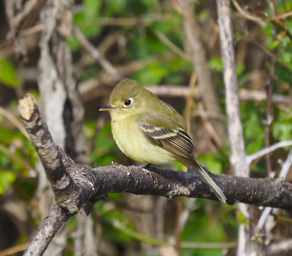 eBird Checklist - 14 Dec 2023 - East Donegal Riverfront Park - 30 species