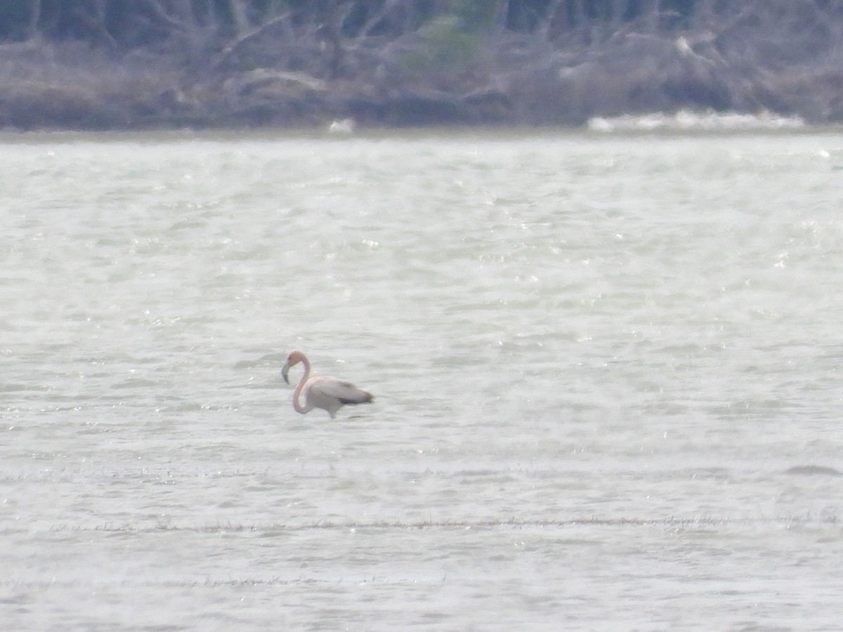 eBird Checklist - 12 Dec 2023 - Everglades NP--Flamingo Amphitheatre ...