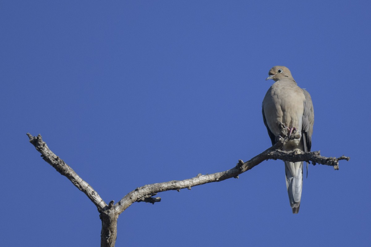 eBird Checklist - 14 Dec 2023 - Virginia Country Club--Rancho Los ...