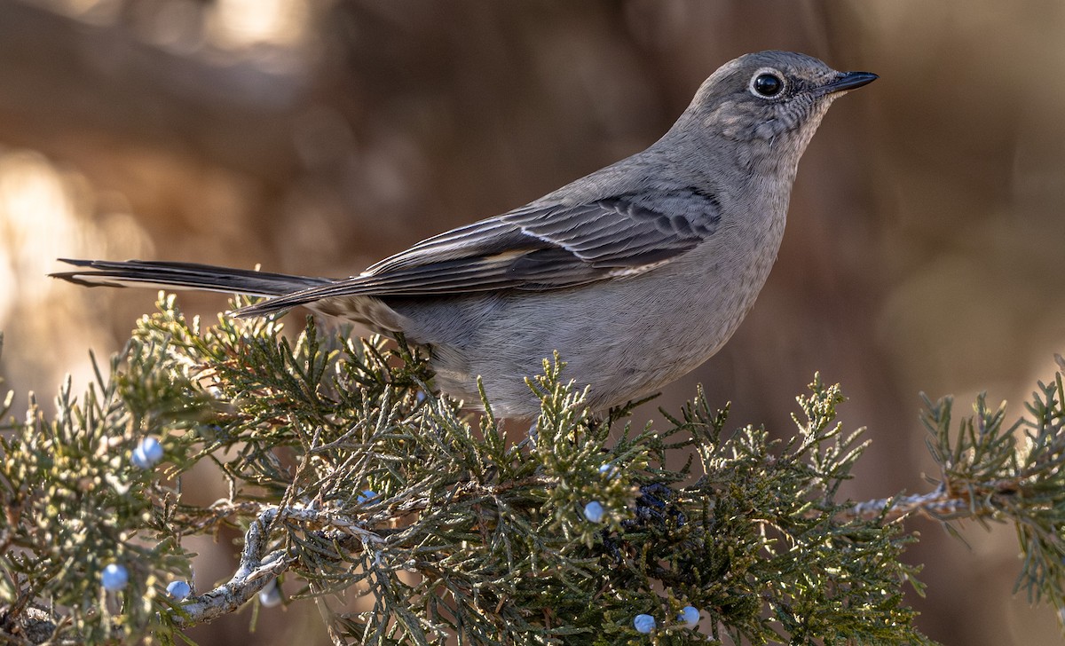 eBird Checklist - 14 Dec 2023 - Headquarters Forest Preserve - 10 species
