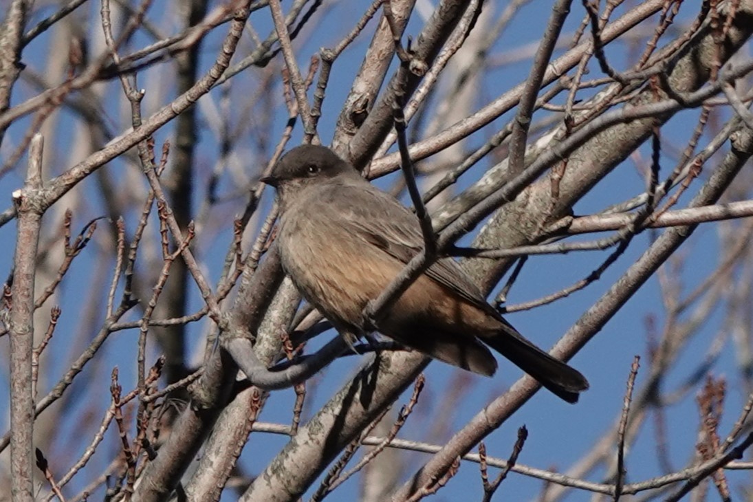 Mass Audubon eBird Checklist - 14 Dec 2023 - Quabbin Reservoir--Winsor ...