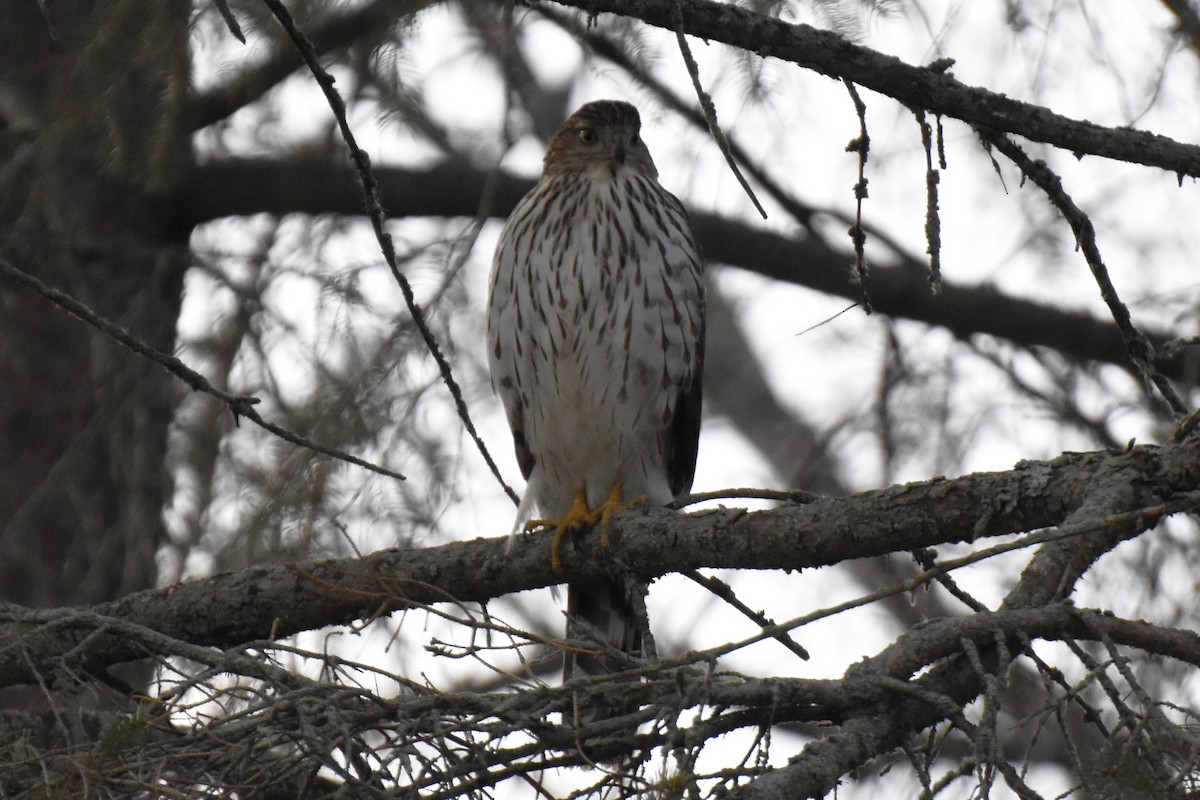 eBird Checklist - 13 Dec 2023 - CA--ON--Leeds--home - 20 species