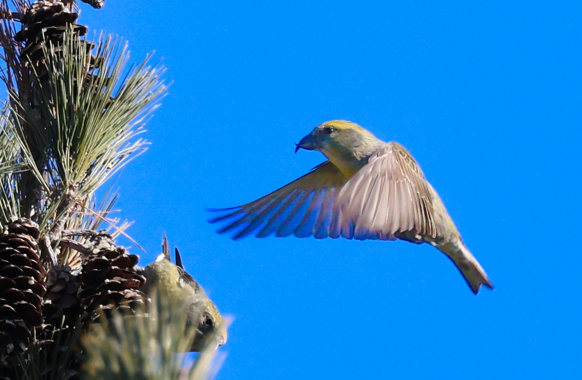 eBird Checklist - 14 Dec 2023 - Morton Arboretum--East Side - 11 species