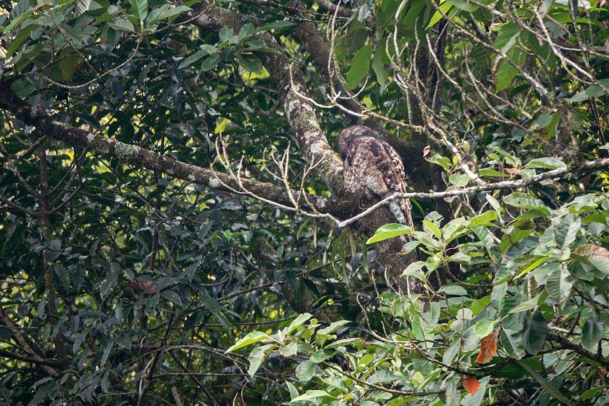 eBird Checklist - 11 Dec 2022 - Centro Manú - 17 species