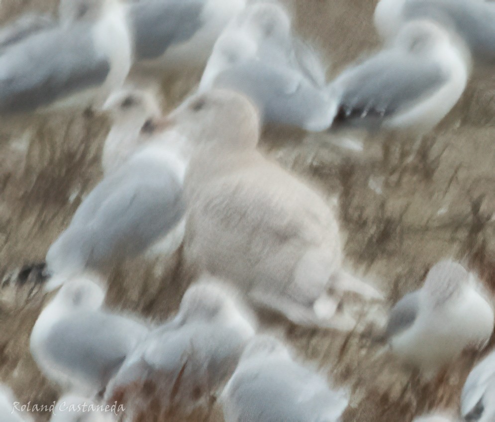 eBird Checklist - 14 Dec 2023 - McCommas Bluff Landfill - 5 species