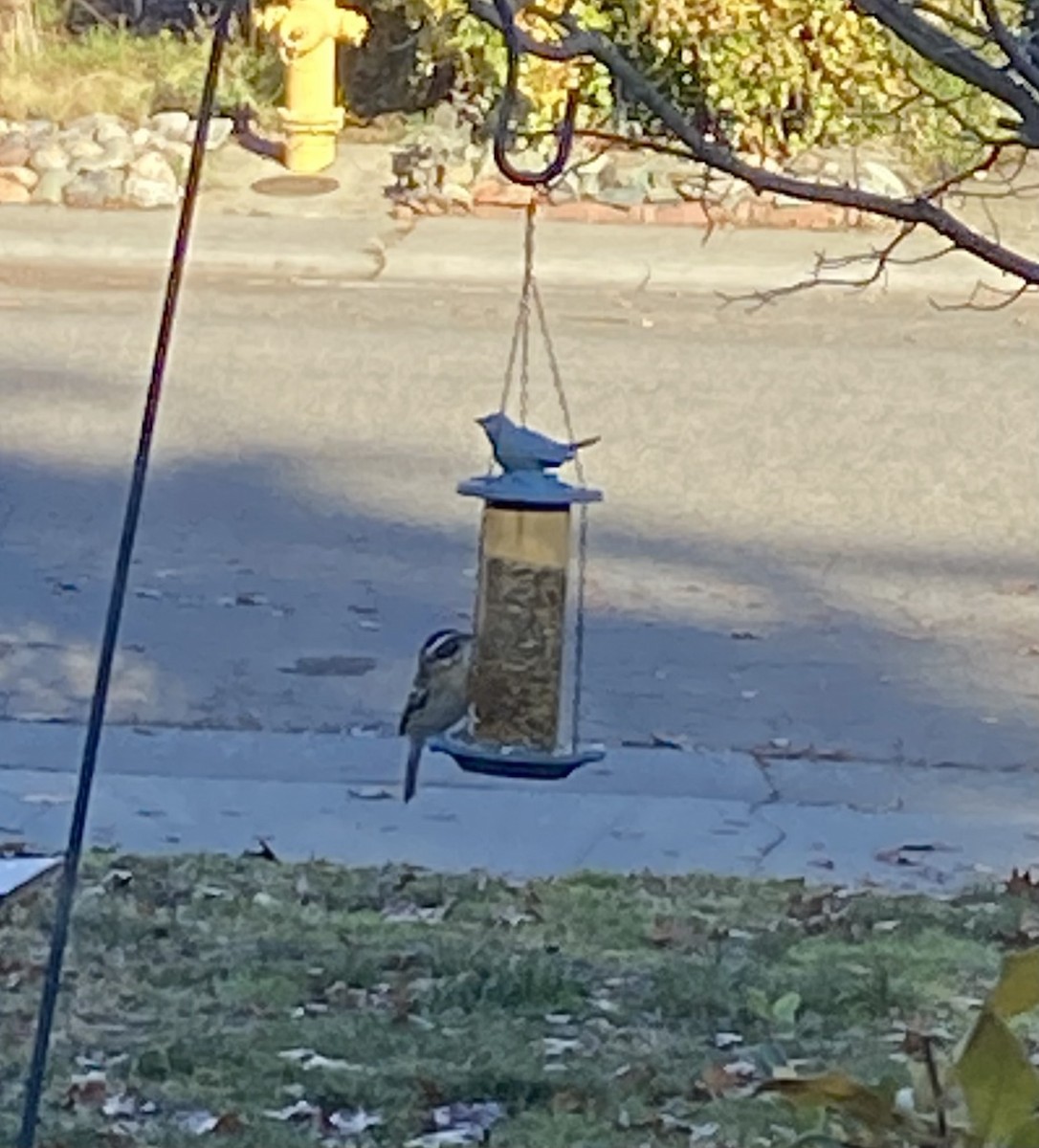 eBird Checklist - 13 Dec 2023 - Oeste & Antioch, Davis - 1 species