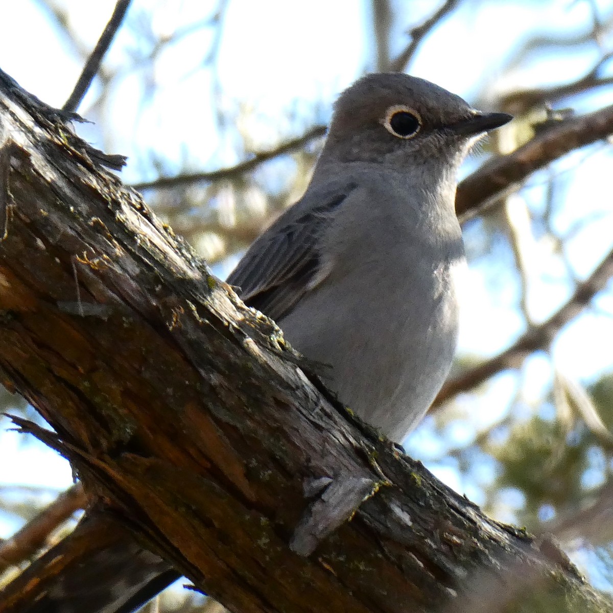 eBird Checklist - 14 Dec 2023 - Devil's Lake SP--East Bluff Trl and SNA ...