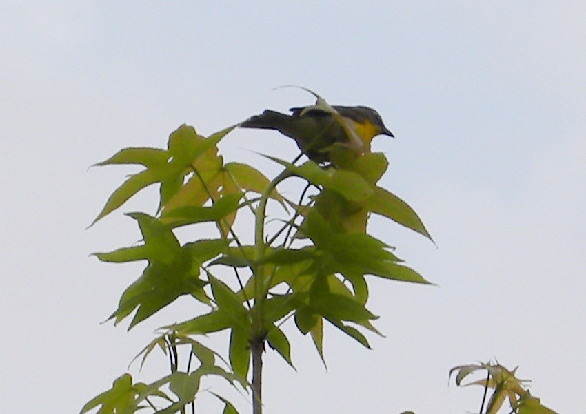 eBird Checklist - 4 May 2012 - Phinizy Swamp Nature Park - 44 species ...