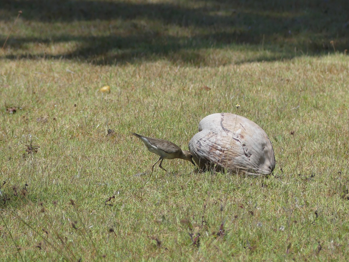 eBird Australia Checklist - 4 Dec 2023 - Cricket Oval, Home Is., - 3 ...