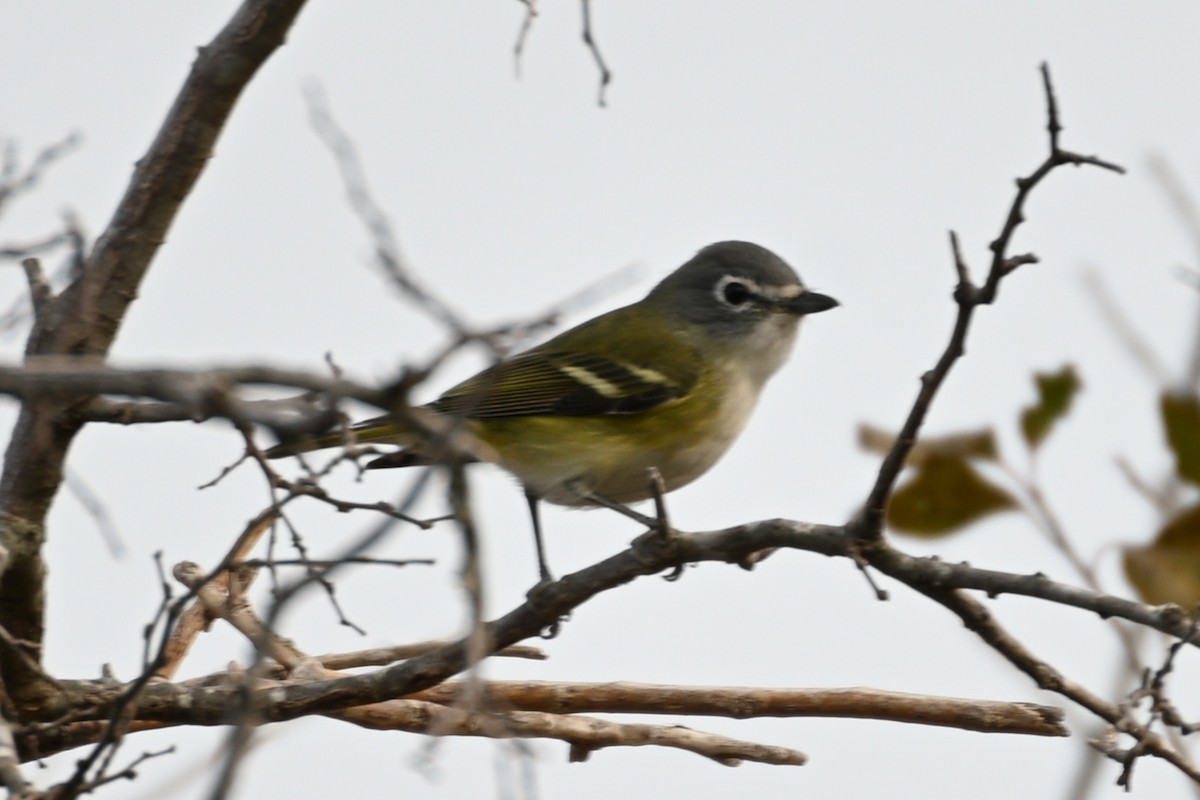eBird Checklist - 14 Dec 2023 - Fort Cavazos--East Range South ...