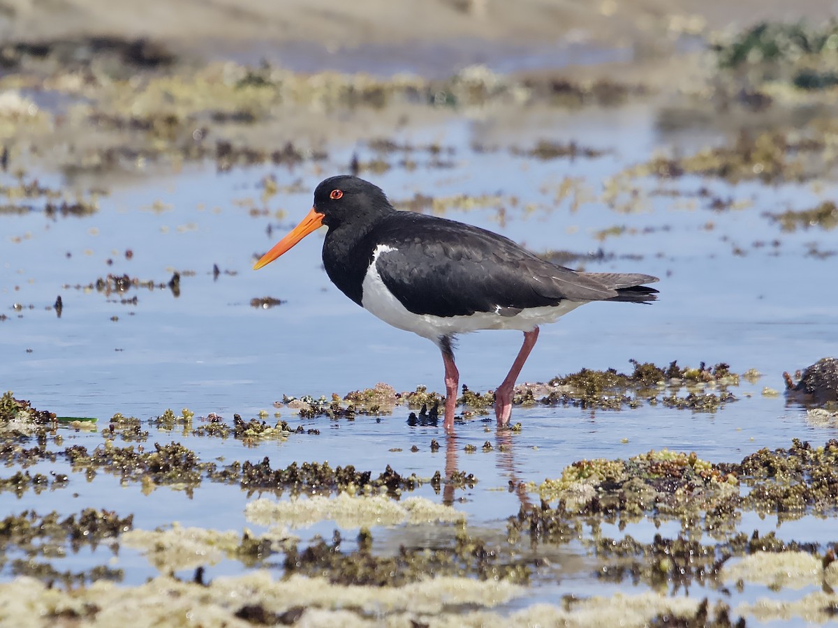 eBird Checklist - 15 Dec 2023 - Newcastle Ocean Baths - 15 species