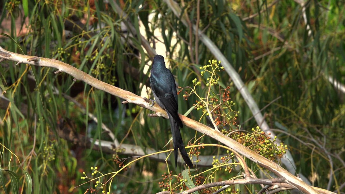 eBird India Checklist - 13 Dec 2023 - Raheja Residency E713 - 15 species