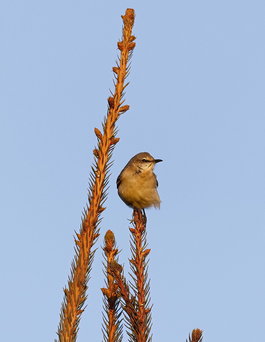 eBird Checklist - 14 Dec 2023 - 6535 Bates Rd, Acme US-MI (44.7830,-85. ...