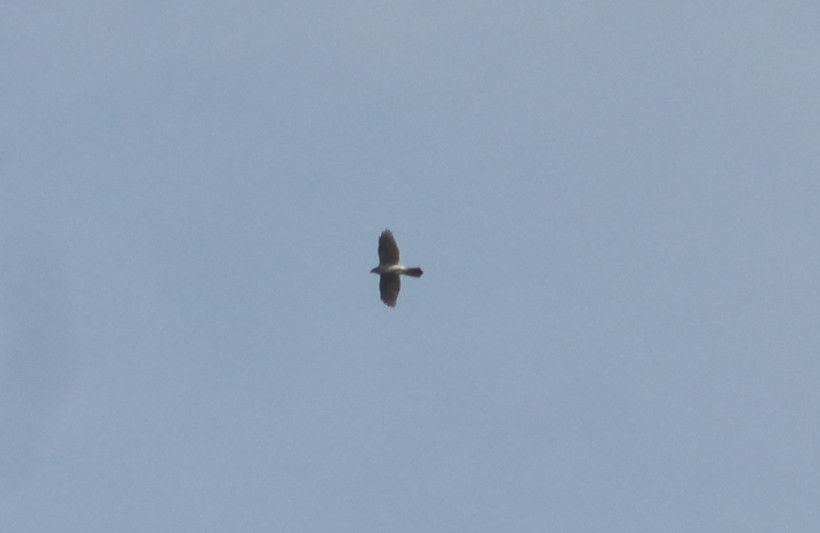 eBird Portugal Checklist - 15 Dec 2023 - PN Arrábida--Alambre - 33 species