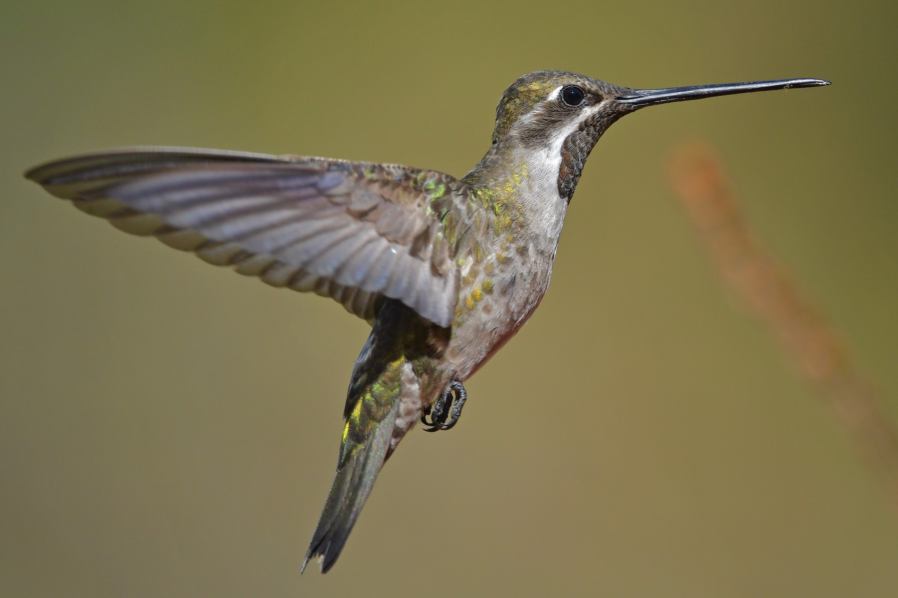 Colibrí Picudo Occidental - eBird