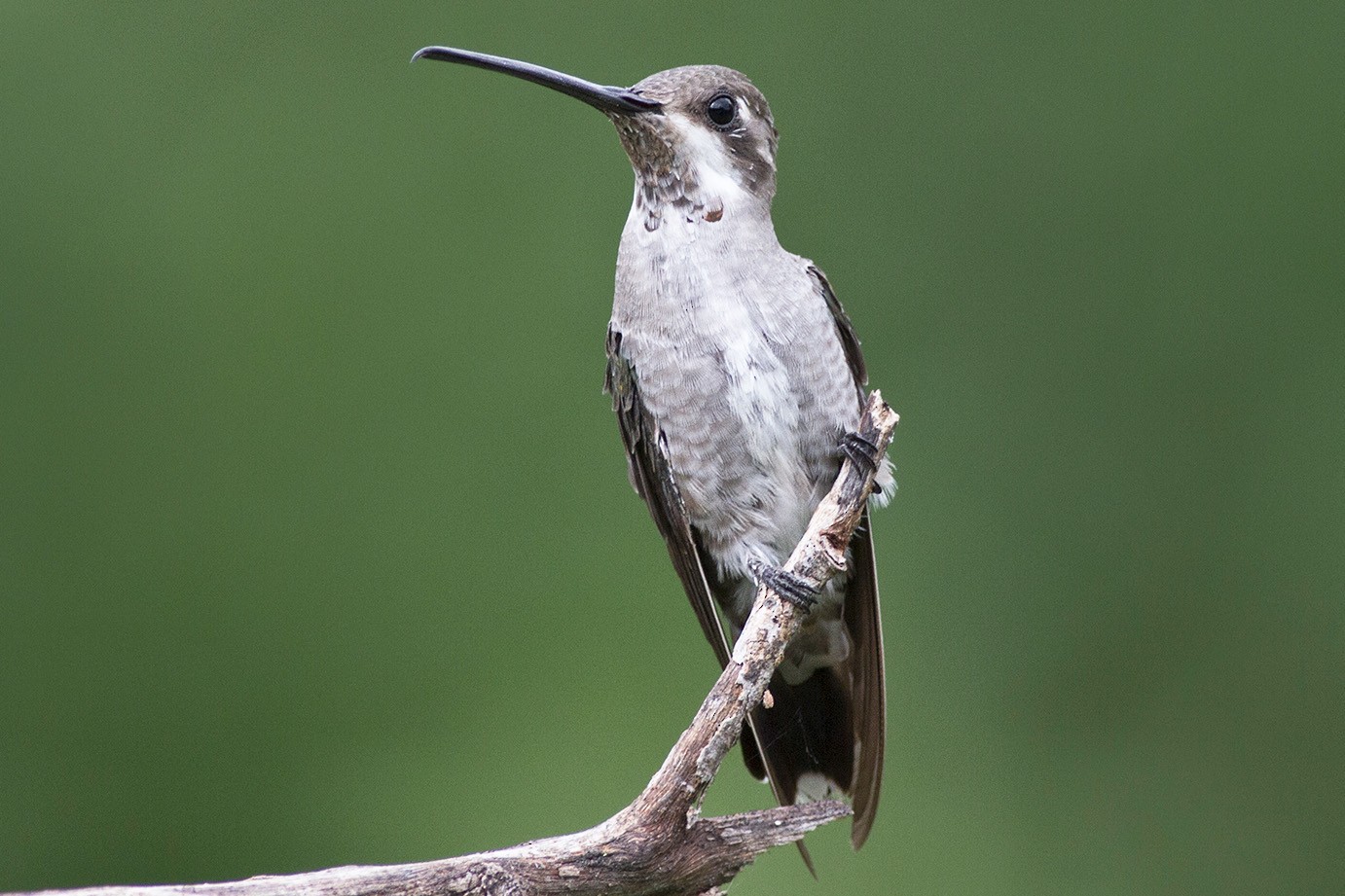 Colibrí Picudo Occidental - eBird