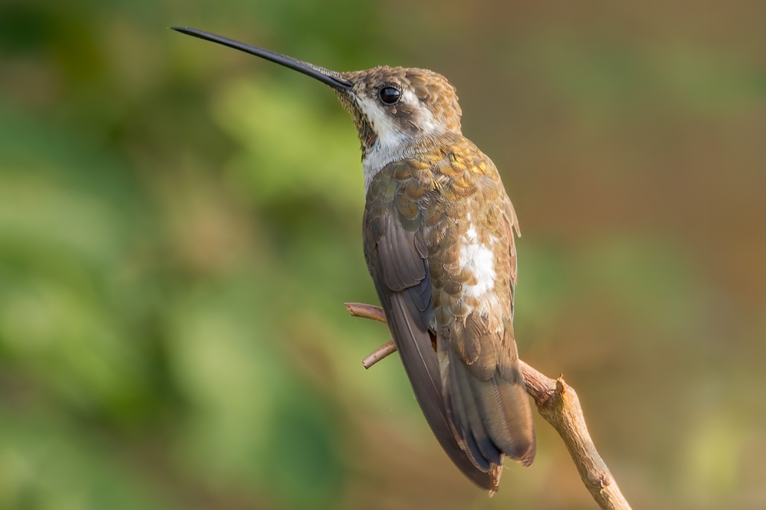 Colibrí Picudo Occidental - eBird