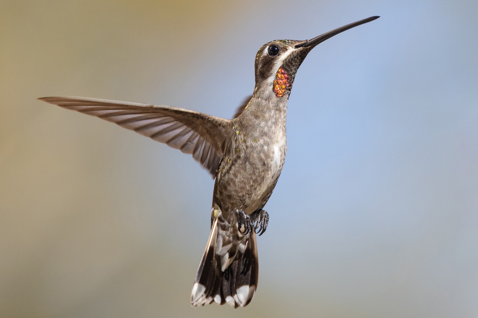 Colibrí Picudo Occidental - eBird