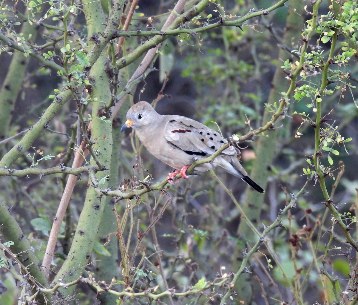 eBird Checklist - 28 Nov 2023 - Ruta del Spondylus, Ballenita, Santa ...