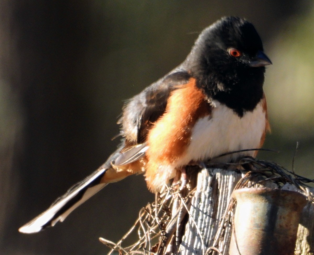 eBird Checklist - 15 Dec 2023 - Greenbelt Community Garden - Henry's ...