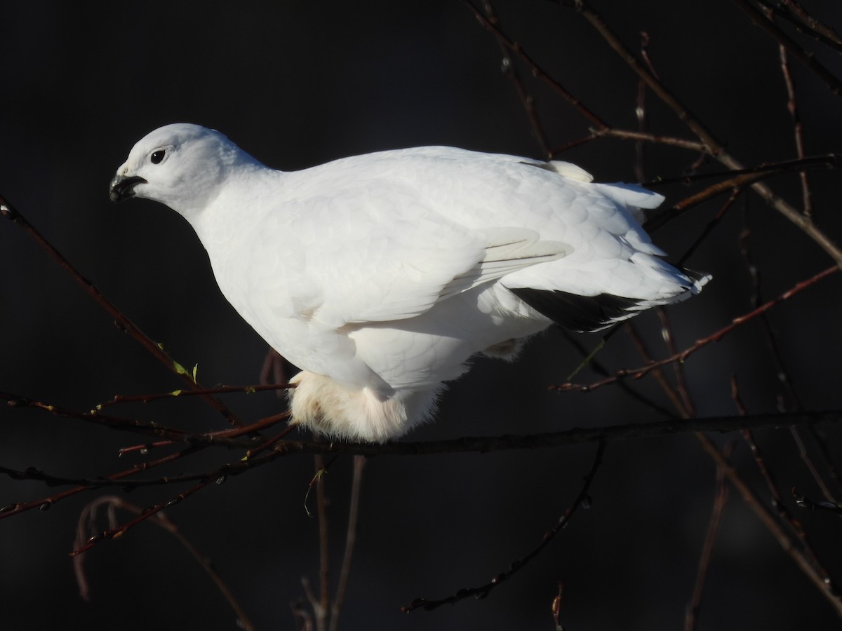 eBird Checklist - 15 Dec 2023 - lac Leclerc - 4 species