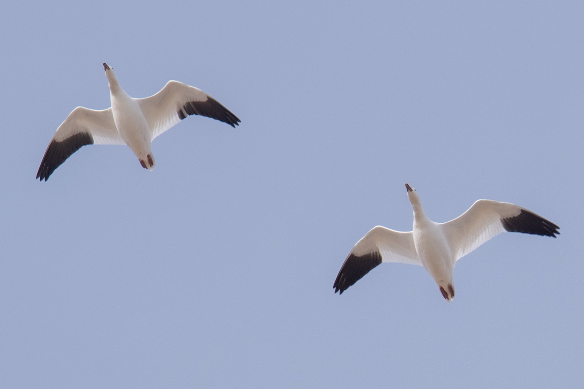 eBird Checklist - 14 Dec 2023 - Carson Lake - 61 species (+4 other taxa)