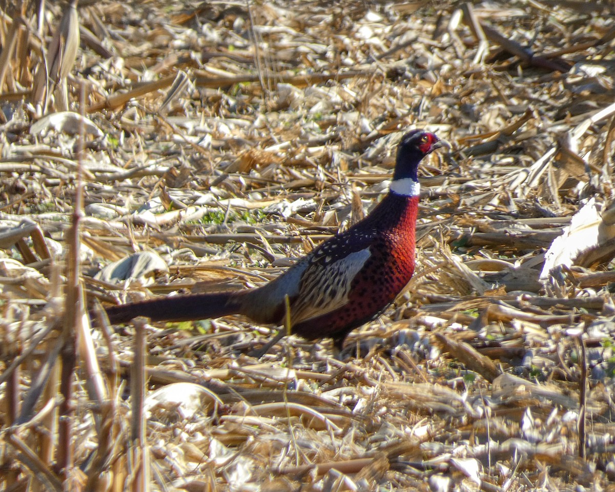 eBird Checklist - 15 Dec 2023 - PPG Lime Lakes - 8 species