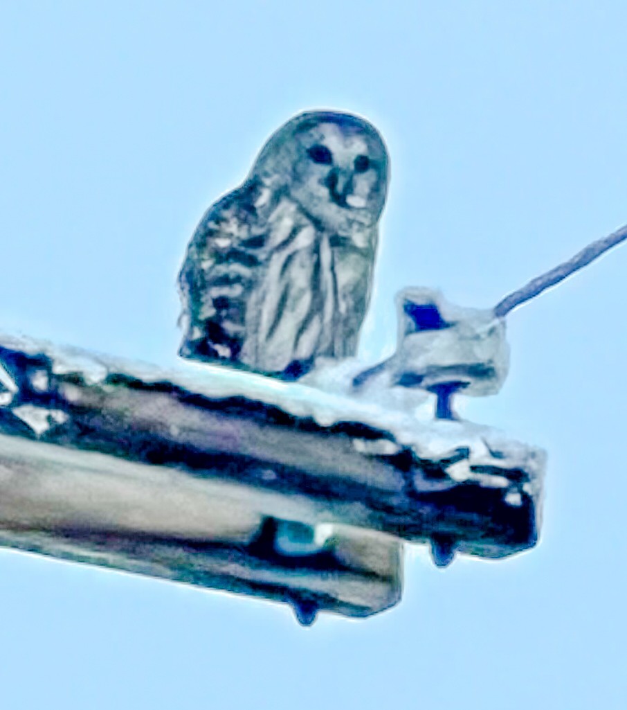 eBird Checklist - 15 Dec 2023 - Badger Mountain Rd - 1 species