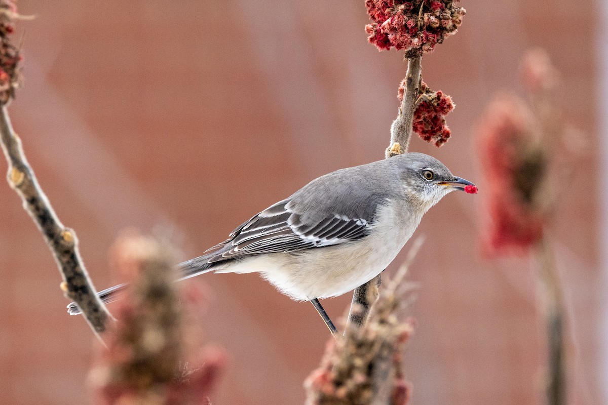 eBird Checklist - 15 Dec 2023 - Rue Vautelet, Québec, Québec, CA - 2 ...