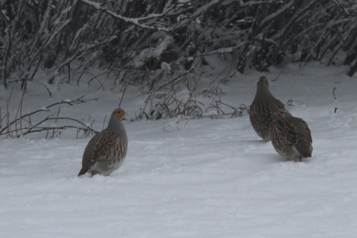 eBird Checklist - 15 Dec 2023 - 283043–283693 Bircham Rd, Rocky View ...