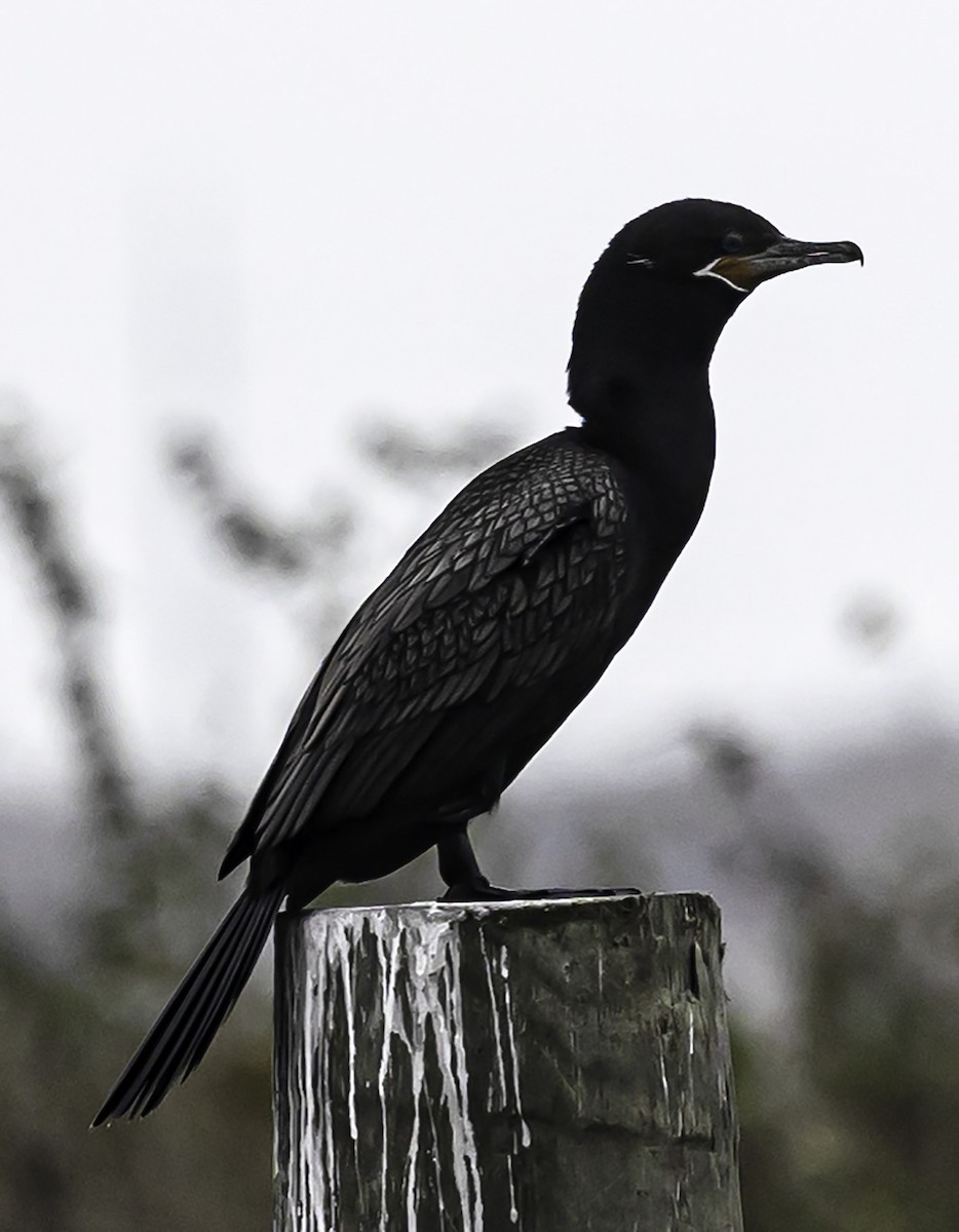 eBird Checklist - 15 Dec 2023 - Happy Jack Metroplex - 51 species (+1 ...