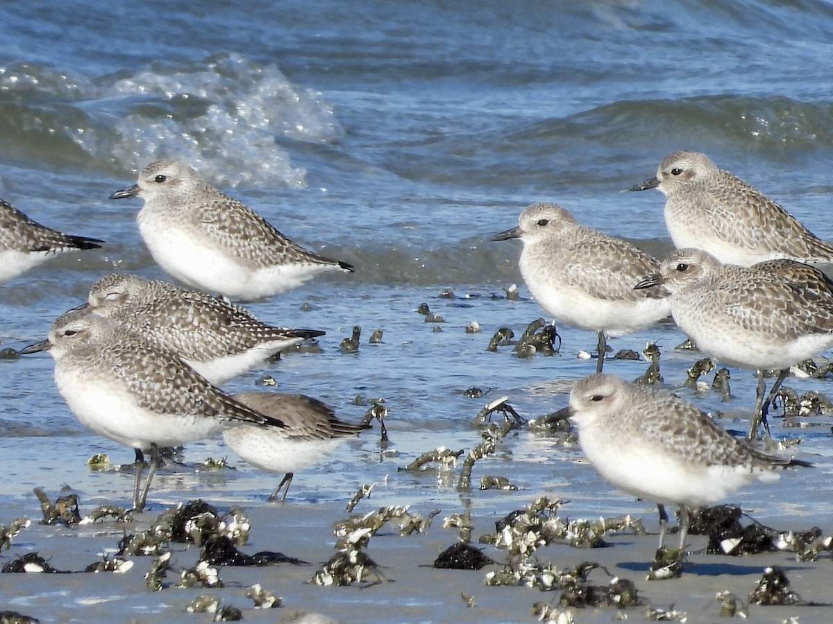 eBird Checklist - 15 Dec 2023 - Jones Beach SP--Coast Guard Station ...