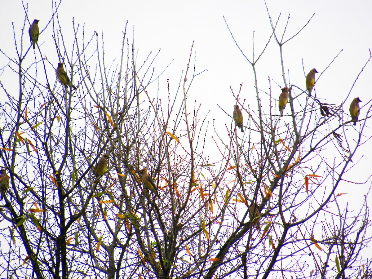 eBird Checklist - 27 Nov 2011 - Carter Center - 5 species