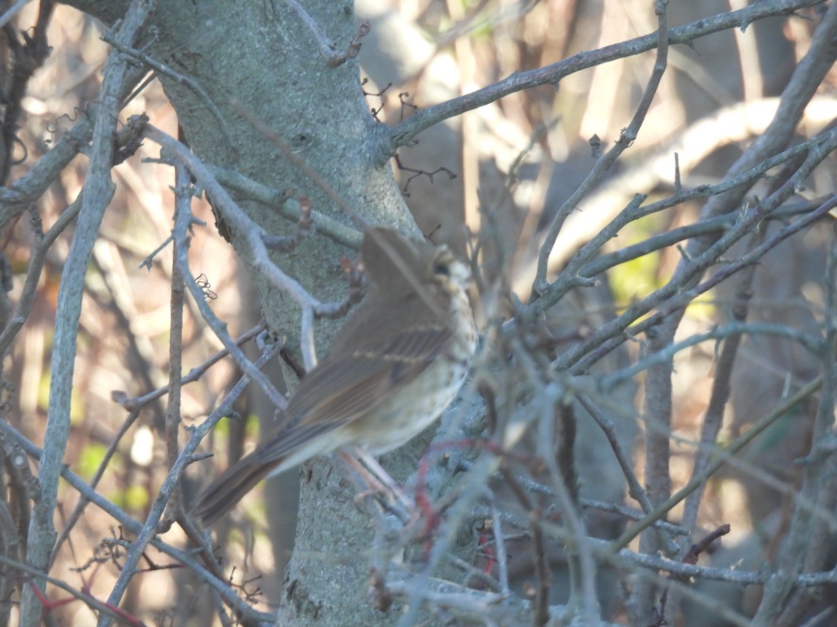 New York Breeding Bird Atlas Checklist - 15 Dec 2023 - Jones Beach SP ...