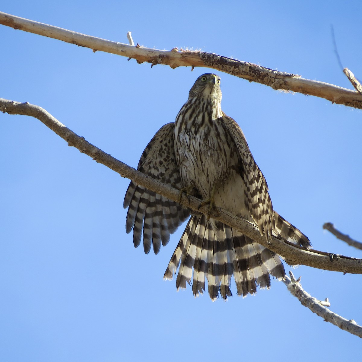 eBird Checklist - 15 Dec 2023 - Piute Ponds (permit required) - 35 species