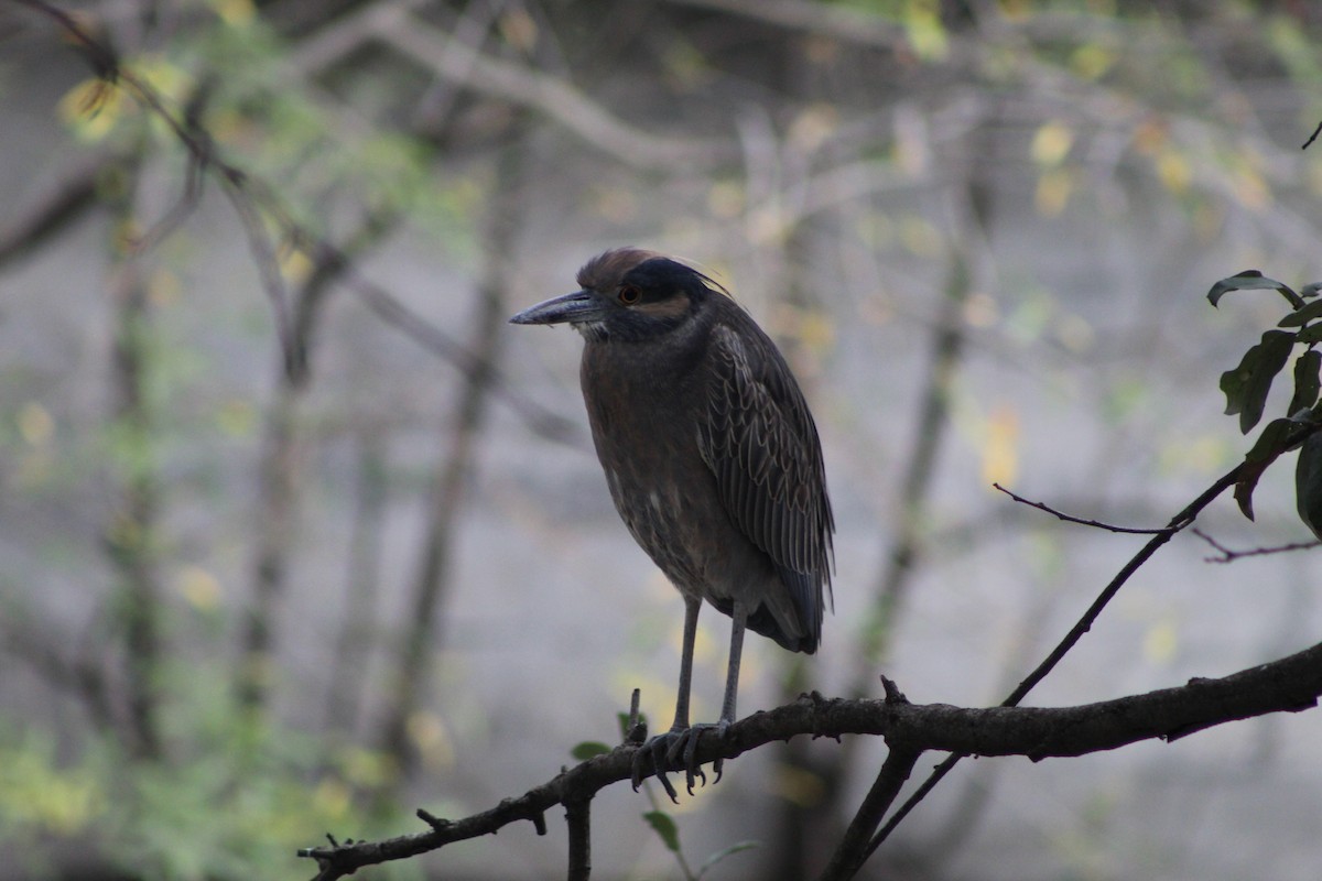 eBird Checklist - 15 Dec 2023 - Gran Parque San Nicolás "Don Luis J ...