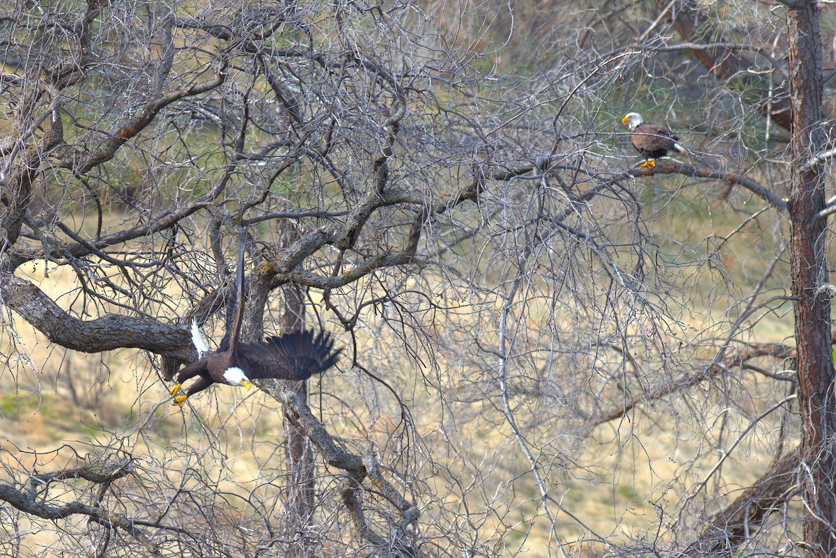 eBird Checklist - 15 Dec 2023 - Putah Creek Bald Eagles - 5 species