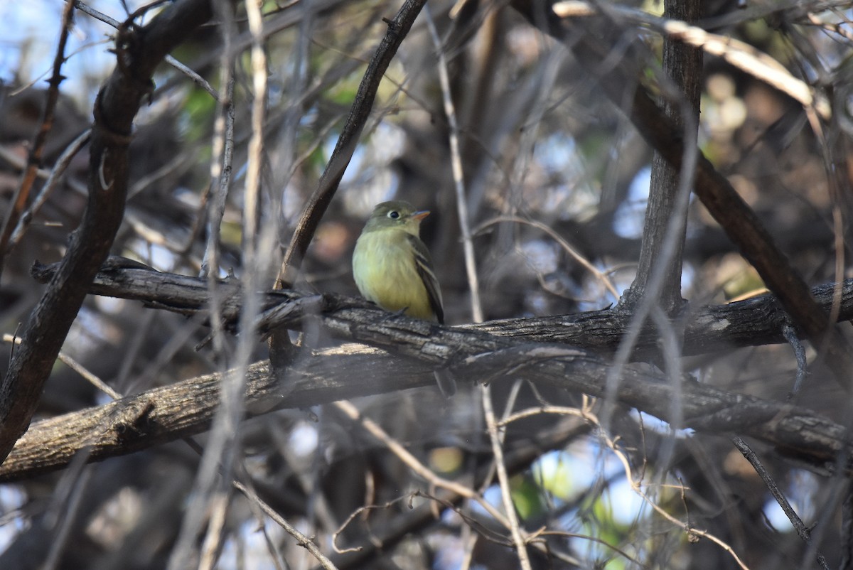 eBird Checklist - 15 Dec 2023 - East Donegal Riverfront Park - 20 species